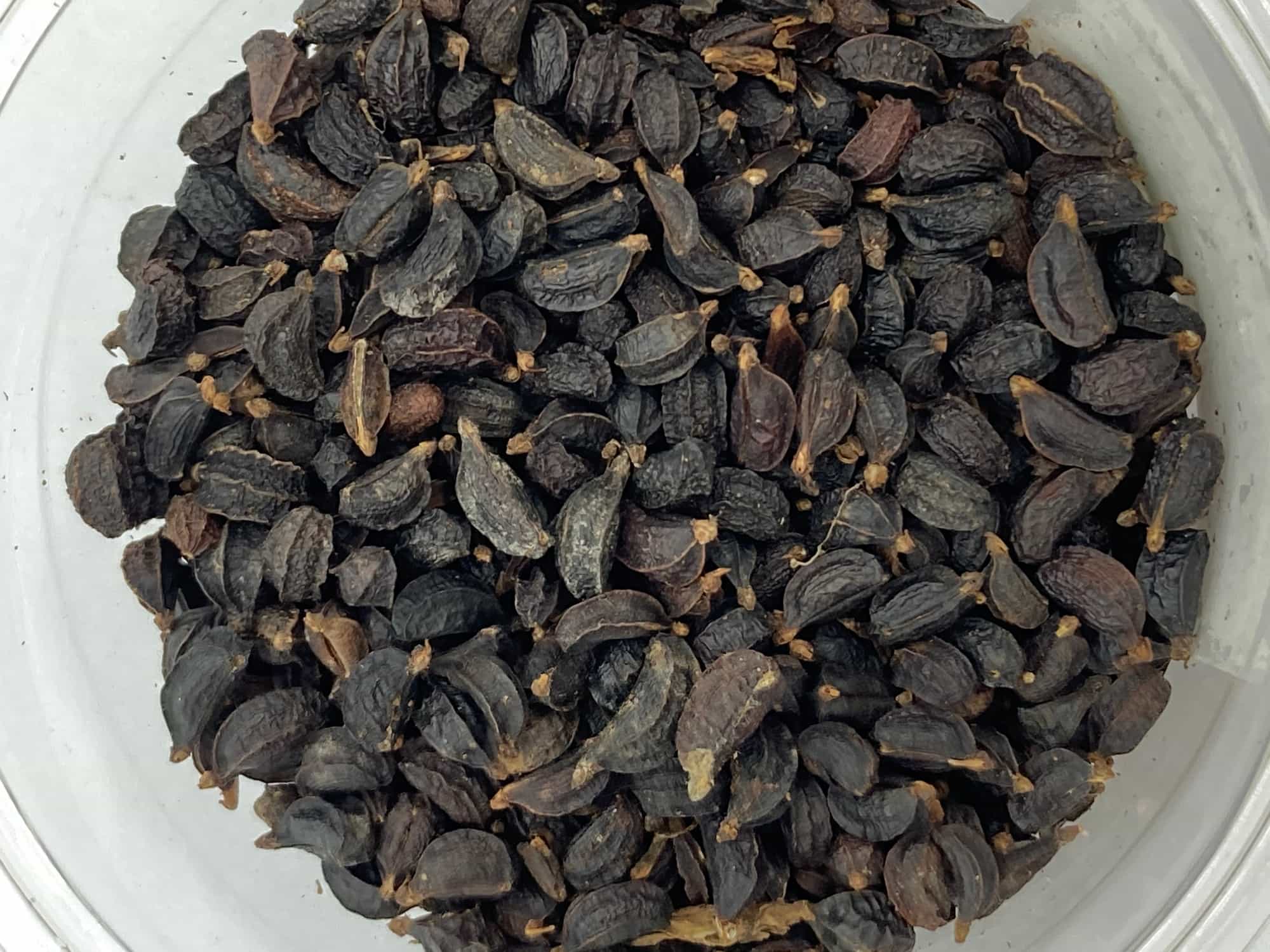 Dried Alexanders Seeds